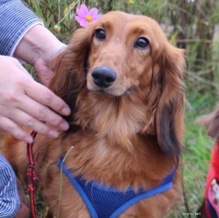 【犬の里親募集】千葉県・スタンダードダックスフンド(ロング)・フレラちゃん 推定5才 女の子（ID:2511-00723）｜ハグー -みんなのペット里親情報