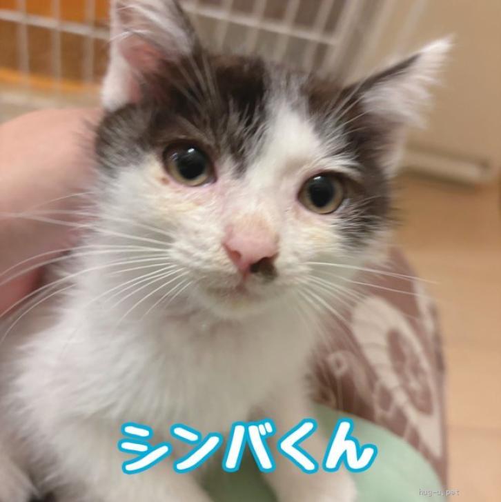 里親申し込み・お問い合わせフォーム 猫 雑種 募集ID：2407-01234｜ハグー -みんなのペット里親情報