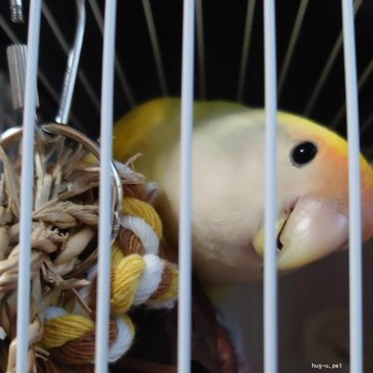 【鳥の里親募集】千葉県・インコ・コザクラインコ（ID:2506-01428）｜ハグー -みんなのペット里親情報