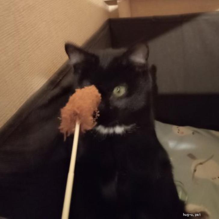 【猫の里親募集】宮城県・雑種・急募☆美少女黒子ネコちゃんの里親様！（ID:2511-00615）｜ハグー -みんなのペット里親情報