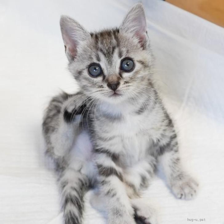 【猫の里親募集】京都府・雑種・元気いっぱい サバトラの女の子（ID:2511-00094）｜ハグー -みんなのペット里親情報