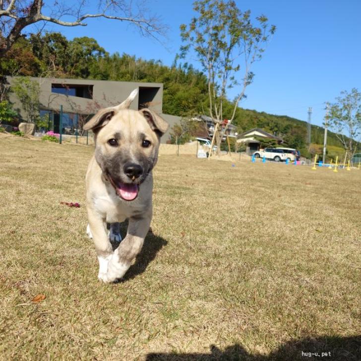 【犬の里親募集】大阪府・雑種・100年に一度の逸材☆☆☆【モンくん】（ID:2511-00764）｜ハグー -みんなのペット里親情報