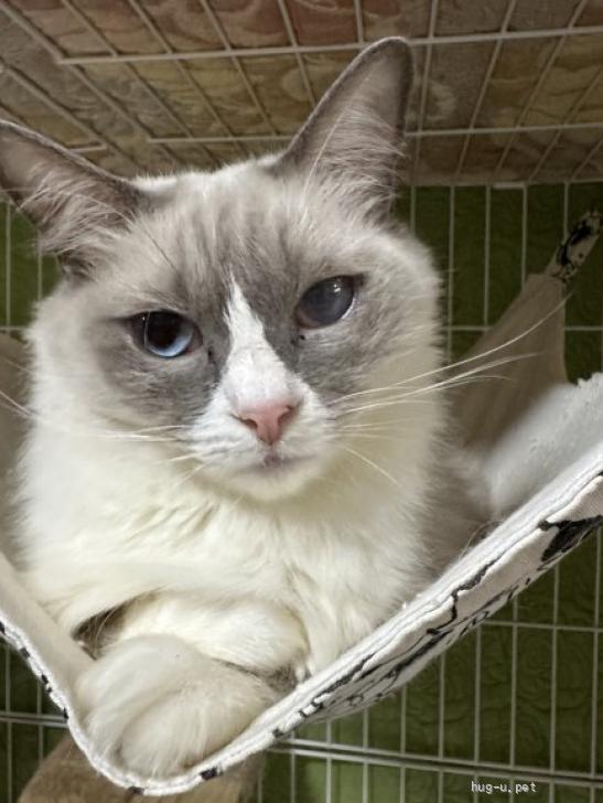 【猫の里親募集】埼玉県・ラグドール・12/8さいたま市西区譲渡会参加♡シリ（ID:2411-01377）｜ハグー -みんなのペット里親情報