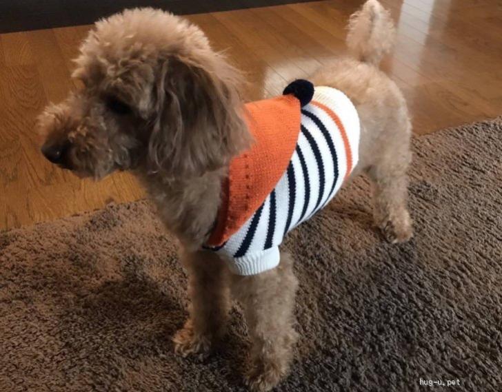 【犬の里親募集】福岡県・トイプードル・トイプードル女の子/14歳/福岡県（ID:2511-00613）｜ハグー -みんなのペット里親情報