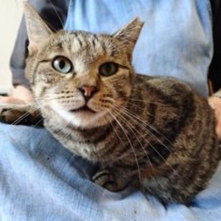 【猫の里親募集】東京都・雑種・【多頭崩壊レスキュー】お膝乗りの甘えん坊姉さん（ID:2511-01222）｜ハグー -みんなのペット里親情報