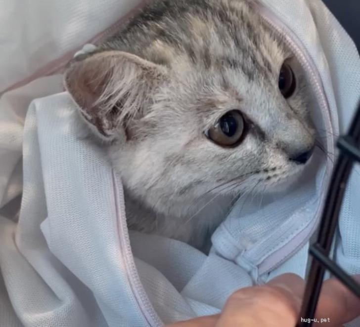 【猫の里親募集】東京都・雑種・美人サバ白のサイゼリアちやん（ID:2511-00777）｜ハグー -みんなのペット里親情報
