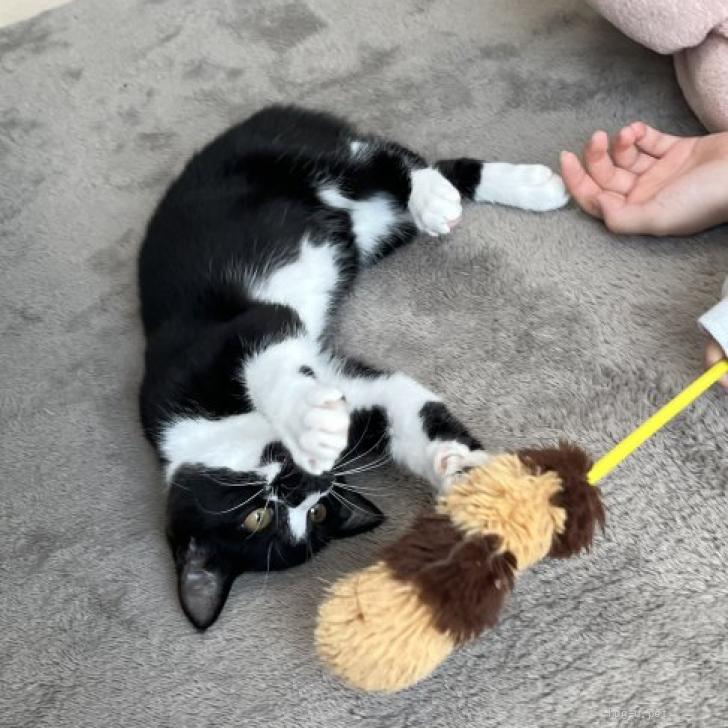 【猫の里親募集】大分県・雑種・兄弟子猫 男の子（ID:2501-00394）｜ハグー -みんなのペット里親情報