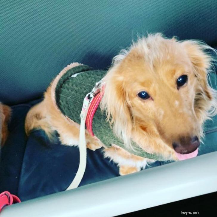 【犬の里親募集】山口県・ミニチュアダックスフンド(ロング)・至急！甘えん坊の2匹をお願いします(1匹ずつでも)（ID:2501-00302）｜ハグー -みんなのペット里親情報