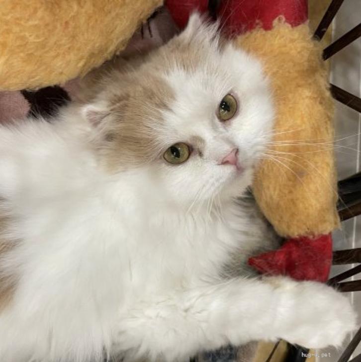 【猫の里親募集】大阪府・スコティッシュフォールド・毛並みの良い美しいスコティッシュロングヘア（ID:2305-01010）｜ハグー -みんなの ...