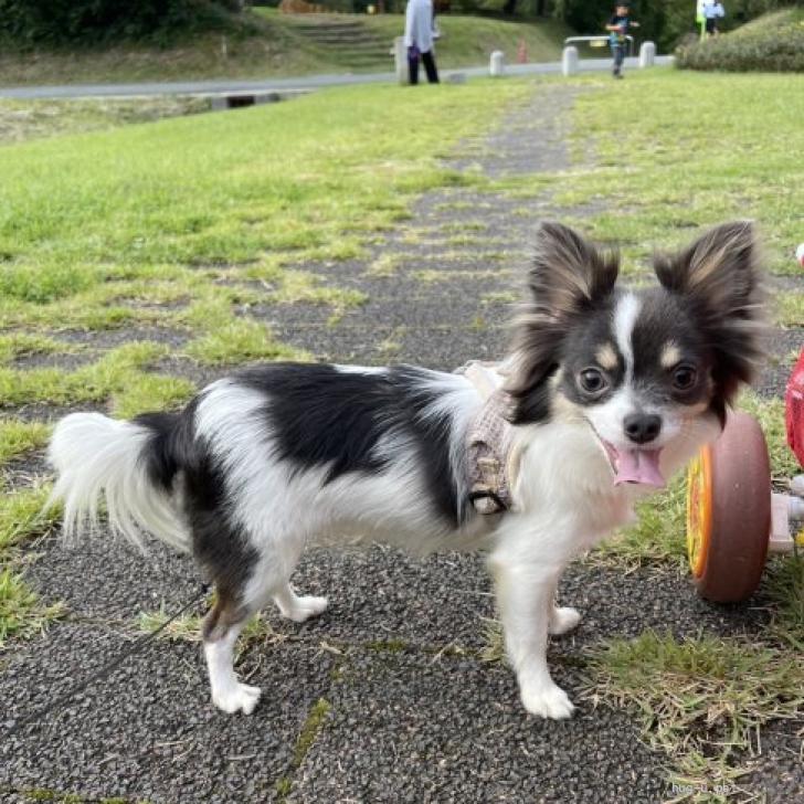 【犬の里親募集】山形県・チワワ(ロング)・チワワ大切飼ってもらえる方（ID:2501-01273）｜ハグー -みんなのペット里親情報