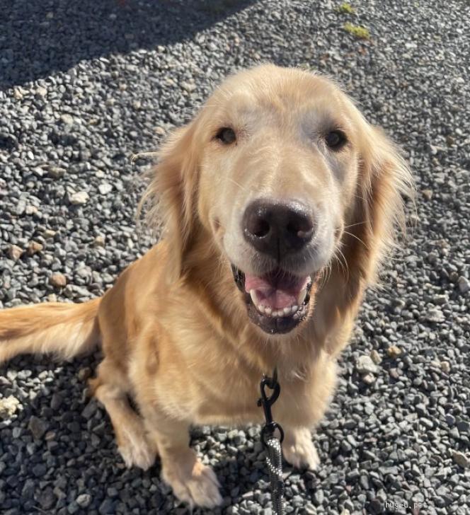 【犬の里親募集】山口県・ゴールデンレトリバー・甘えん坊の愛らしい子です（ID:2511-00205）｜ハグー -みんなのペット里親情報