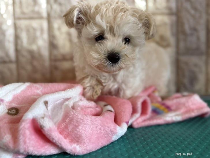 【犬の里親募集】静岡県・雑種・心雑音のマッシュ（ID:2511-00887）｜ハグー -みんなのペット里親情報