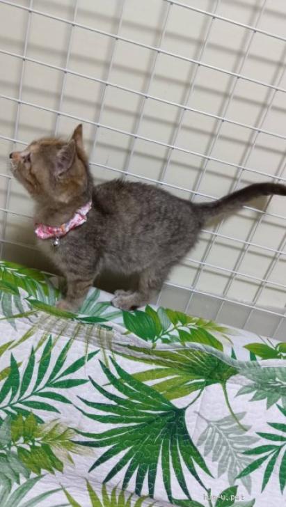 【猫の里親募集】岐阜県・雑種・まるがおでキュート🩷めめちゃん♀（ID:2511-00811）｜ハグー -みんなのペット里親情報