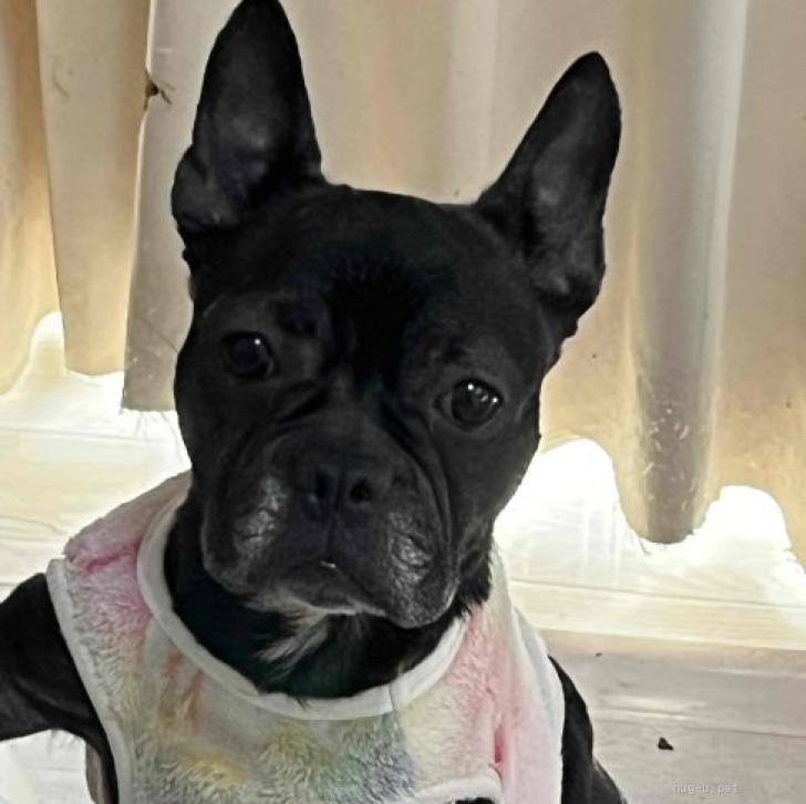 【犬の里親募集】愛知県・フレンチブルドッグ・フレブル おおらかでやさしい子 （ID:2402-00391）｜ハグー -みんなのペット里親情報