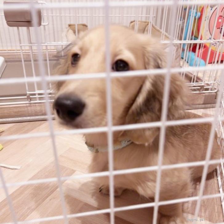 【犬の里親募集】山形県・ミニチュアダックスフンド(ロング)・元気で懐っこいダックスるいくん⭐︎（ID:2501-01368）｜ハグー -みんなのペット里親情報